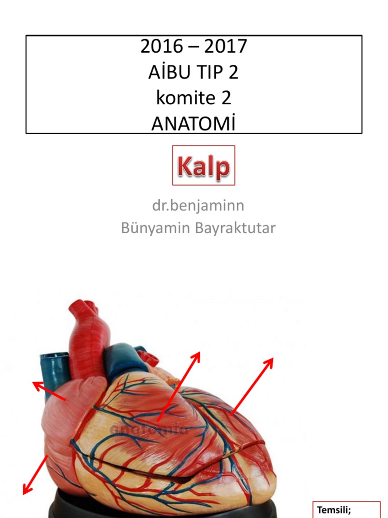 1 Kalp | PDF