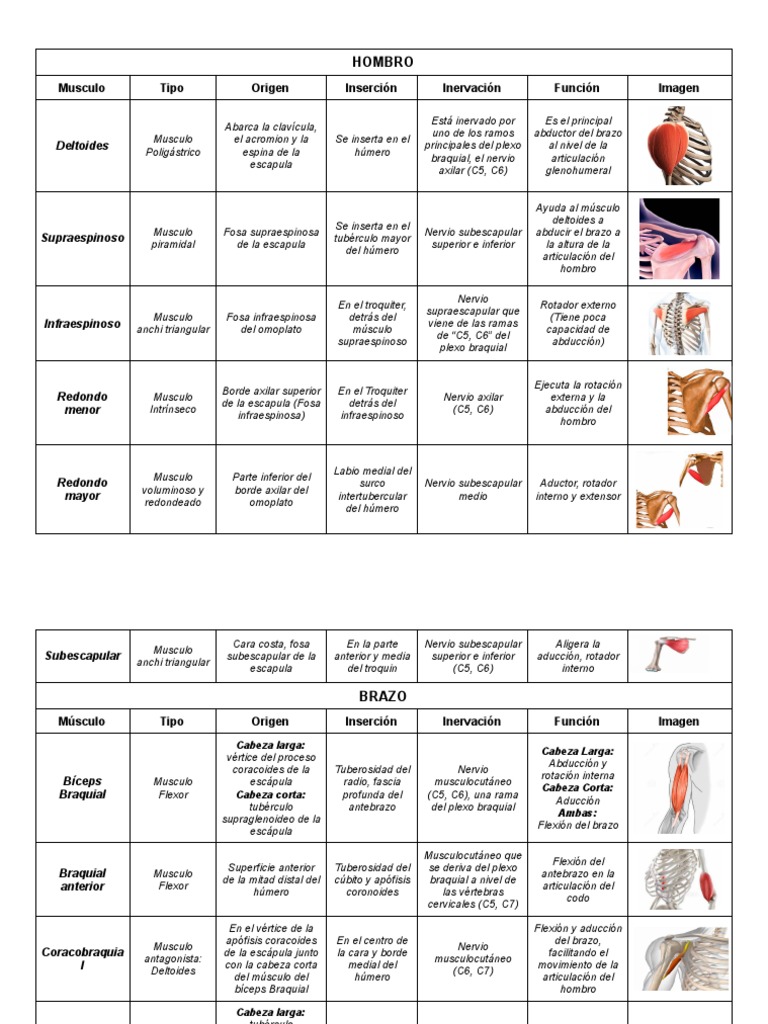 Tabla de Musculos 2 | Descargar gratis PDF | Mano | Tórax