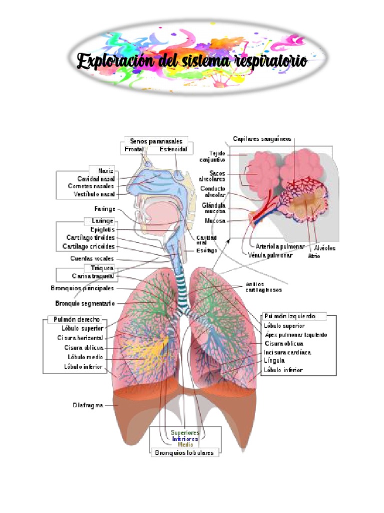 Exploración Del Sistema Respiratorio | PDF | Tos | Sistema respiratorio