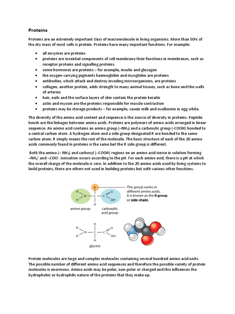 Proteins | PDF | Proteins | Protein Structure