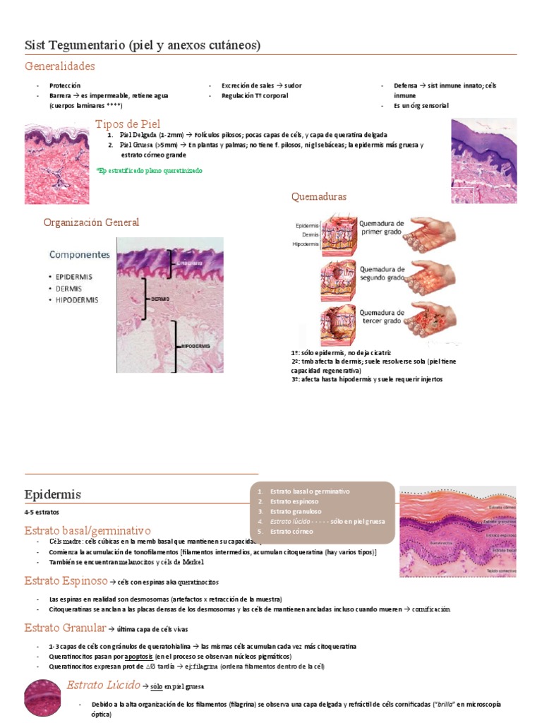Resumen Piel HISTOLOGIA | PDF | Piel | Epidermis