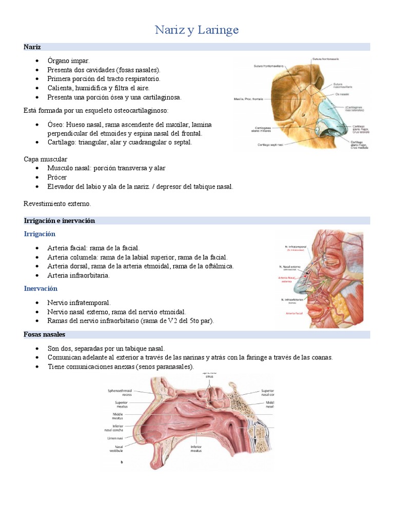 Nariz y Laringe | Descargar gratis PDF | Laringe | Nariz humana