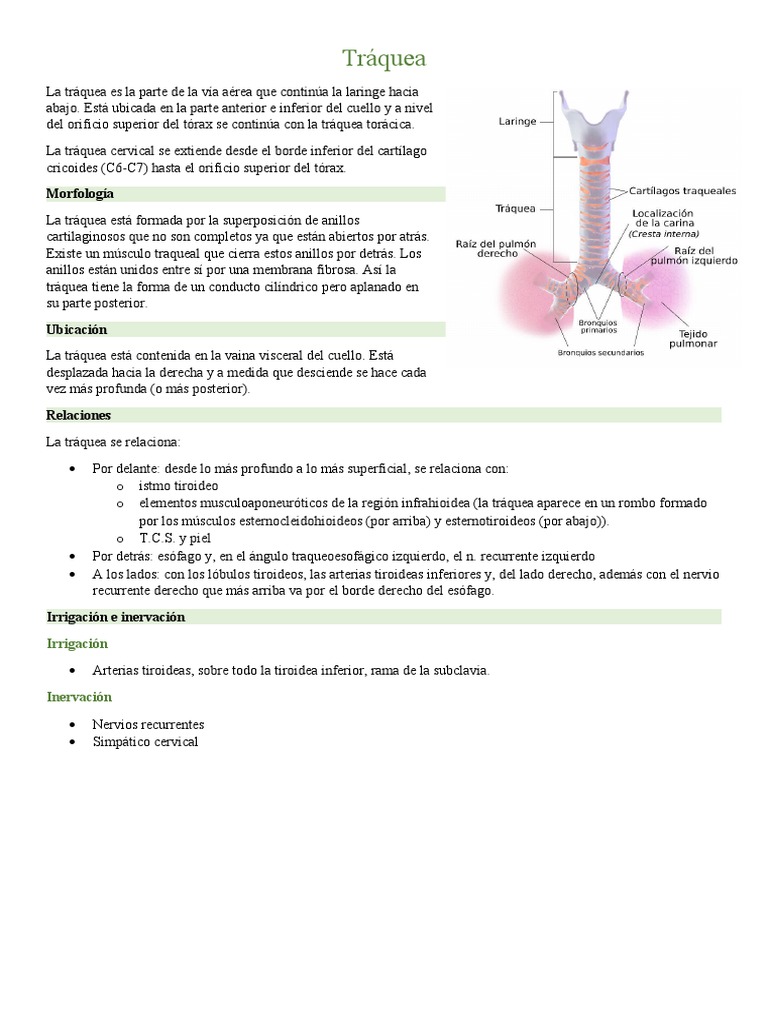 Tráquea | PDF