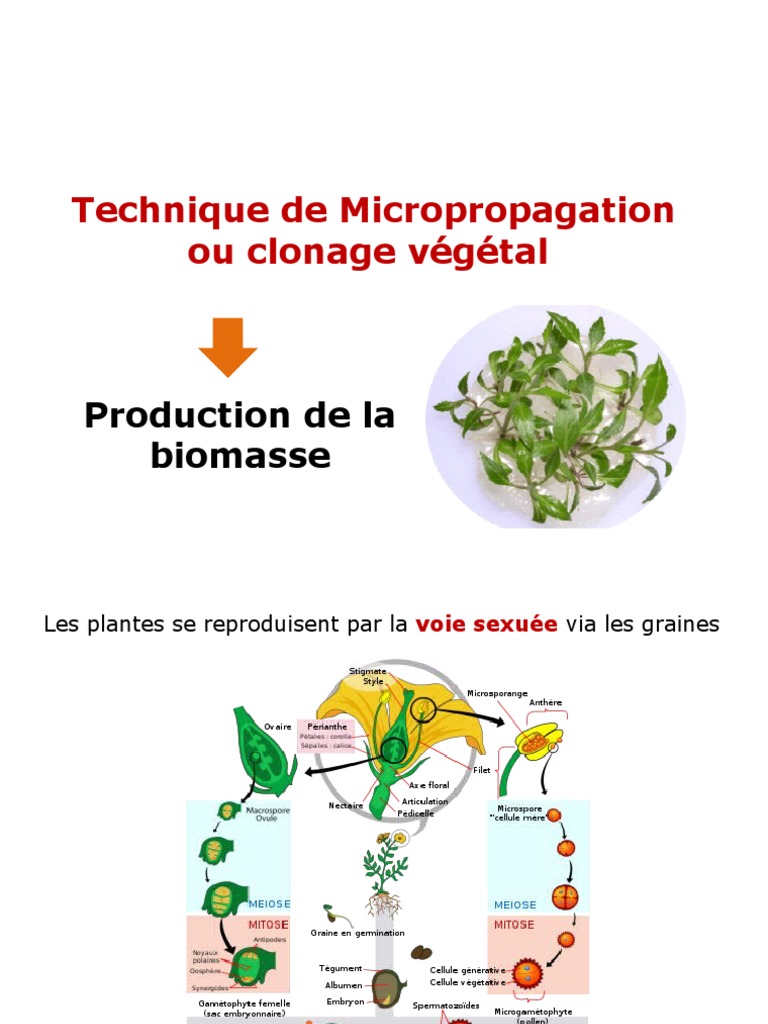 3 Micropropagation | PDF