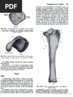 Tibia y Peroné (Fibula) | PDF | Sistema esquelético | Anatomía humana