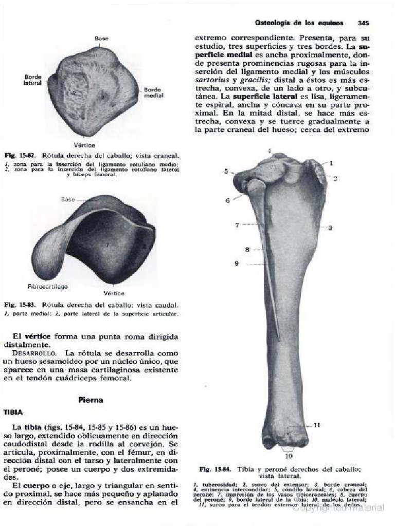 Sisson y Grossman Anatomia de Loa Animal | PDF