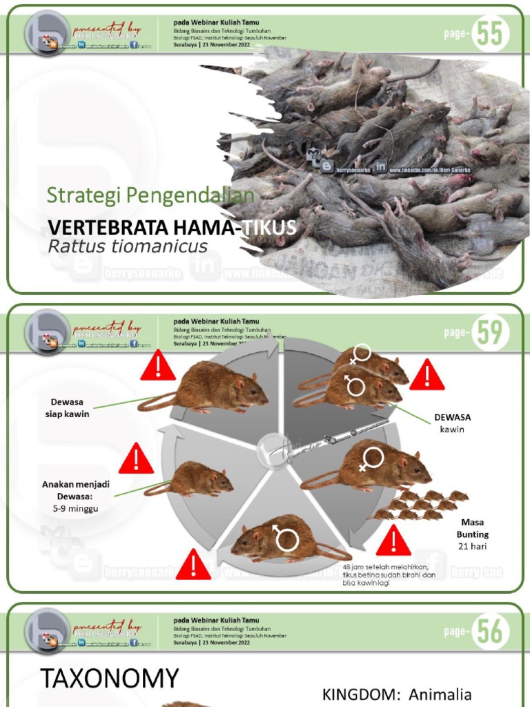 Pengendalian Tikus | PDF
