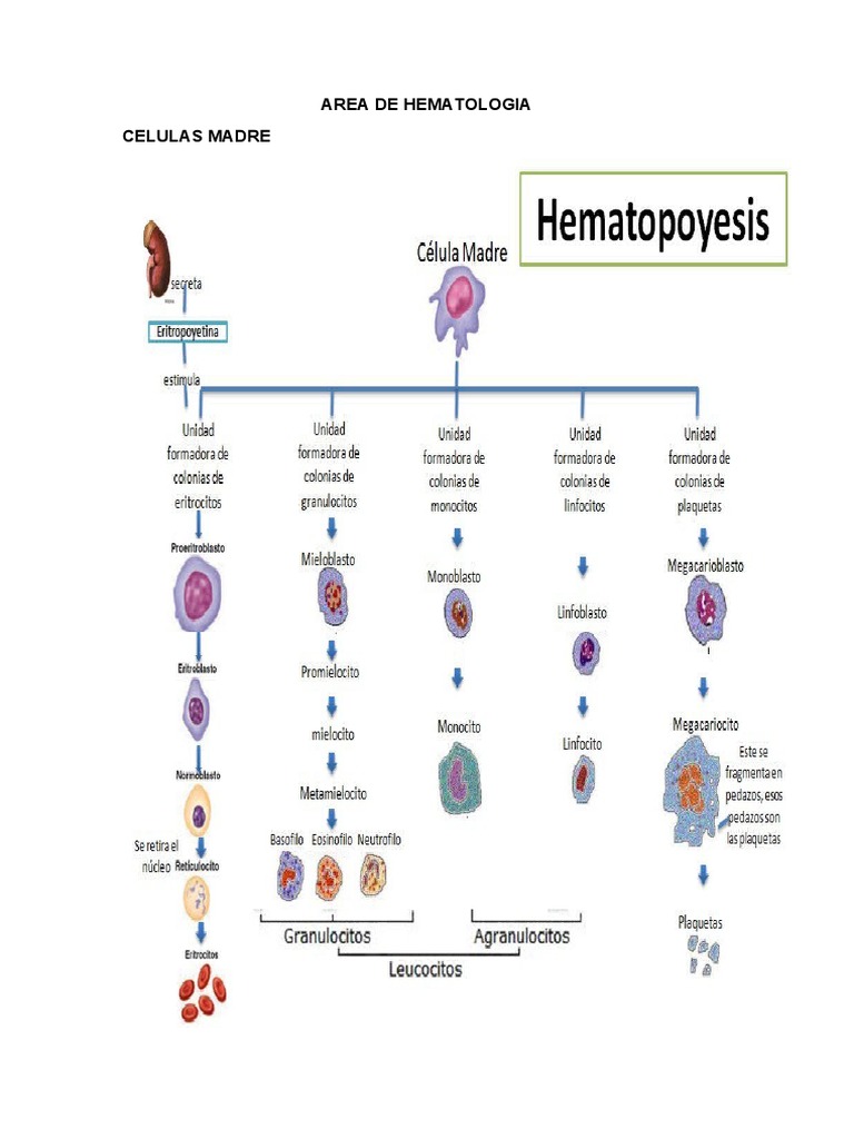 Atlas de Hematologia | PDF | Citoplasma | Nucleo celular