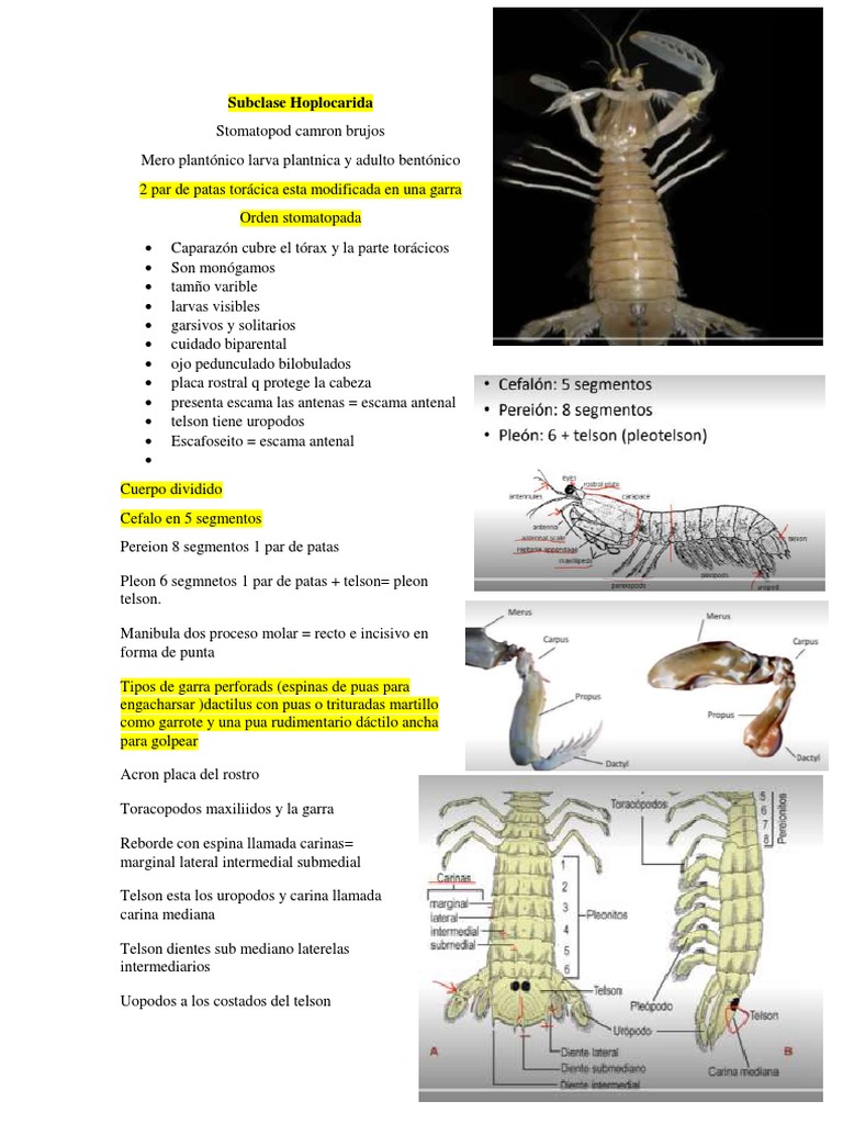 Subclase Hoplocarida | PDF | Zoología | Artrópodos