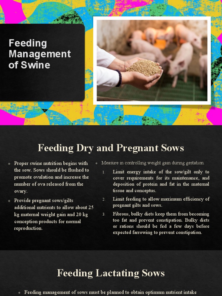 Ans143 - Feeding Management of Swine | PDF | Pig | Nutrients