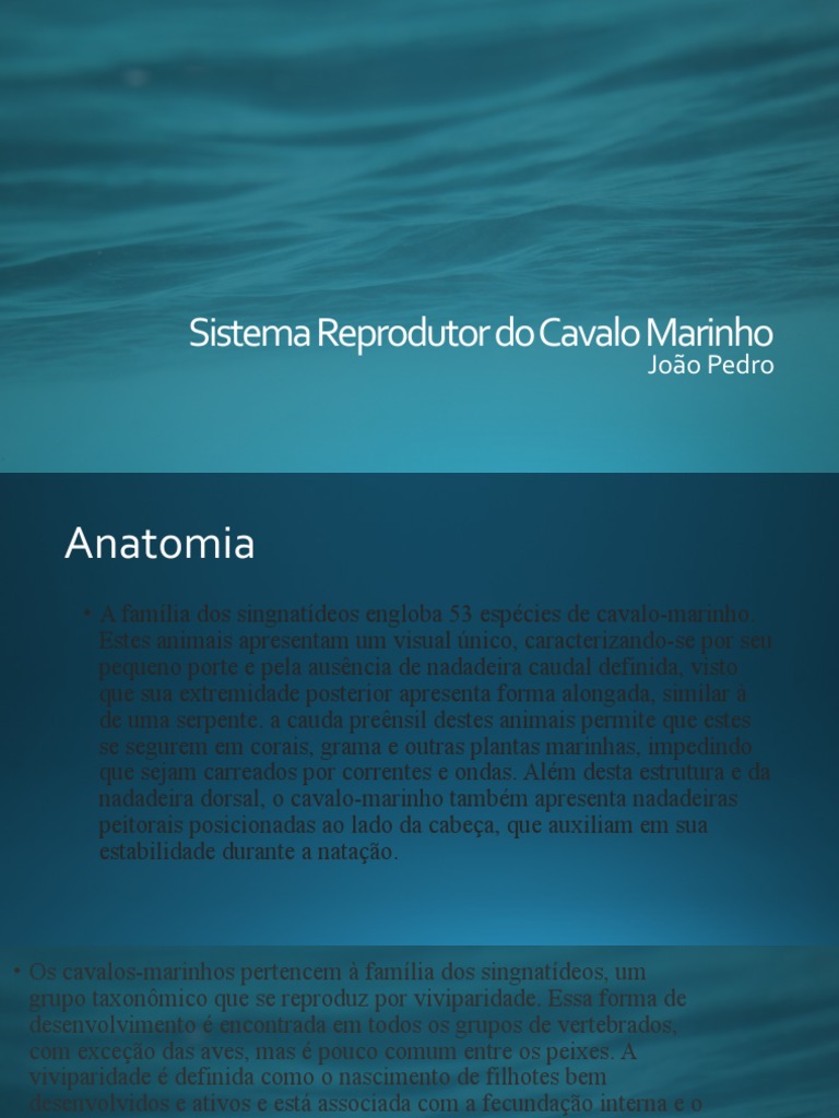 Sistema Reprodutor Do Cavalo Marinho | PDF