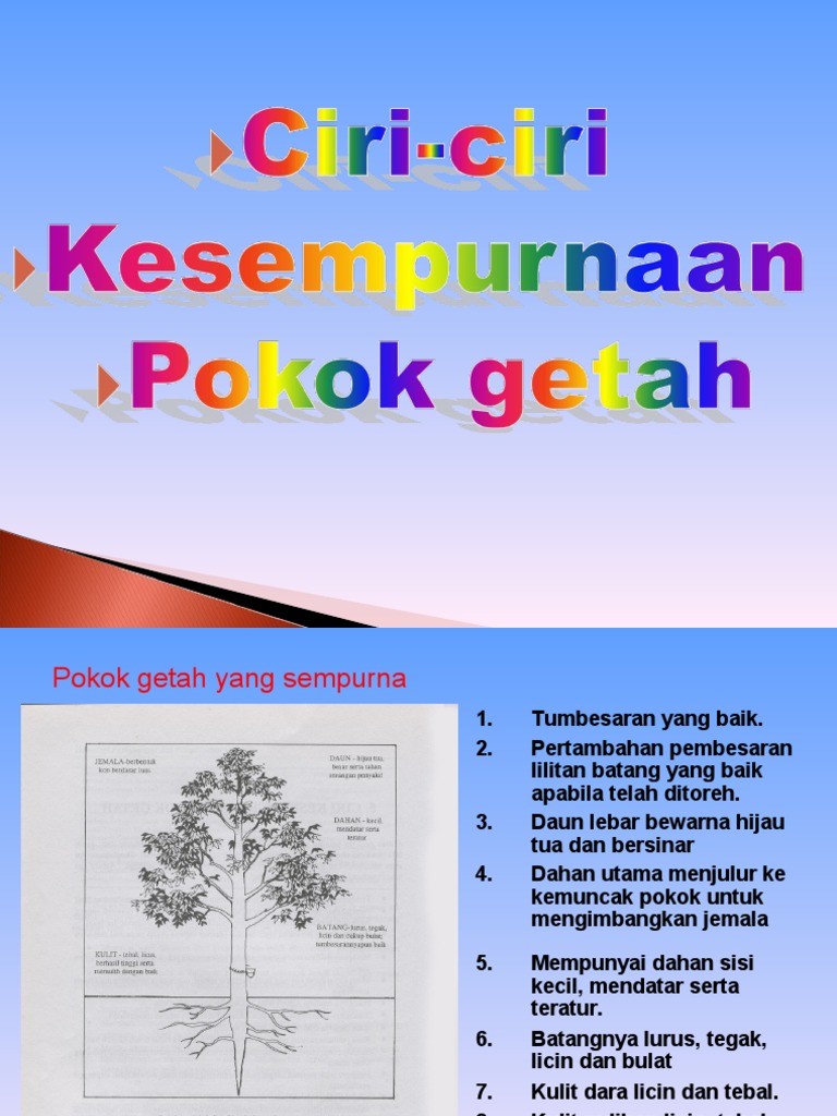 Pembangunan Ladang Hutan Getah - Pemilihan Klon | PDF