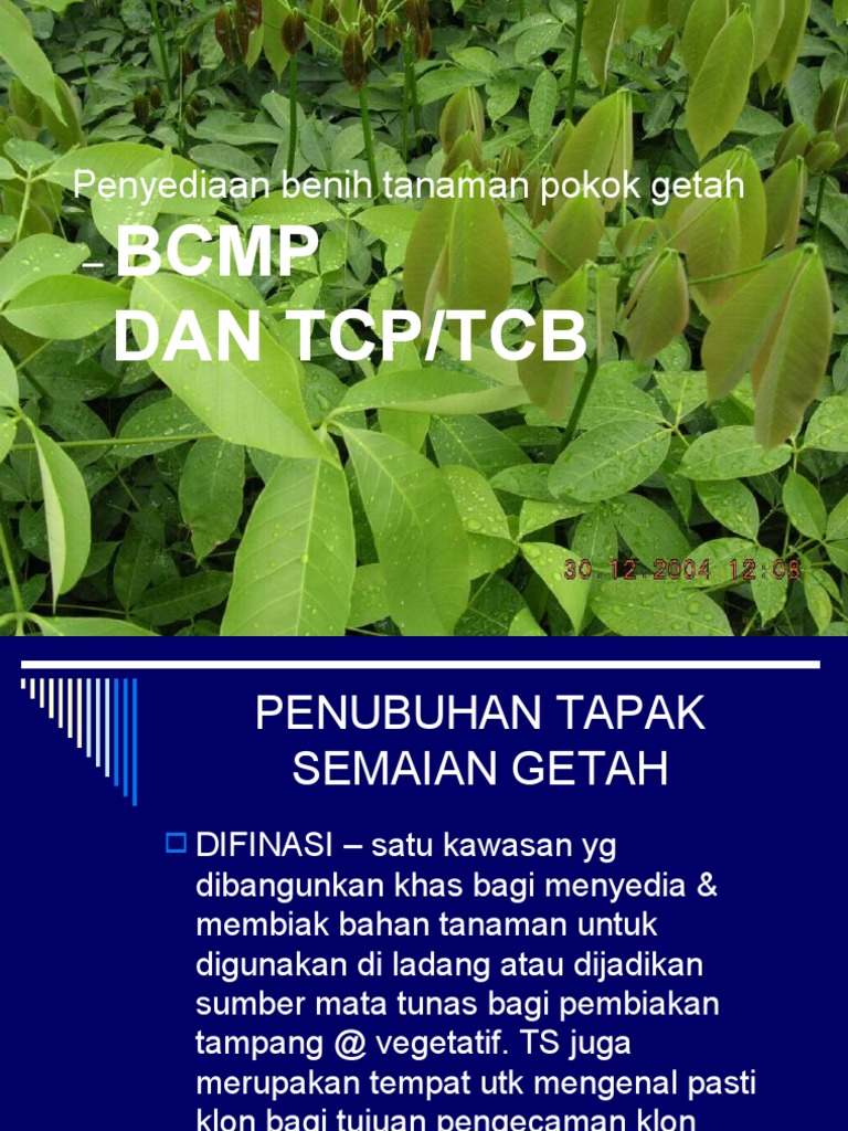 Penyediaan Benih Semaian Lanjutan - BCMP, TCP, TCB | PDF