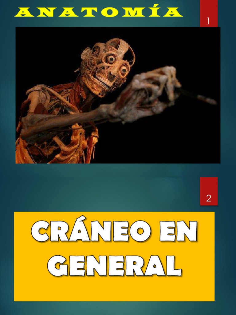 Cráneo en General | PDF | Cráneo | Anatomía