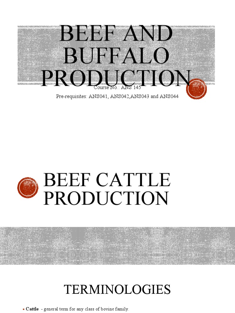 ANS145 - Beef Cattle Production | PDF | Cattle | Selective Breeding