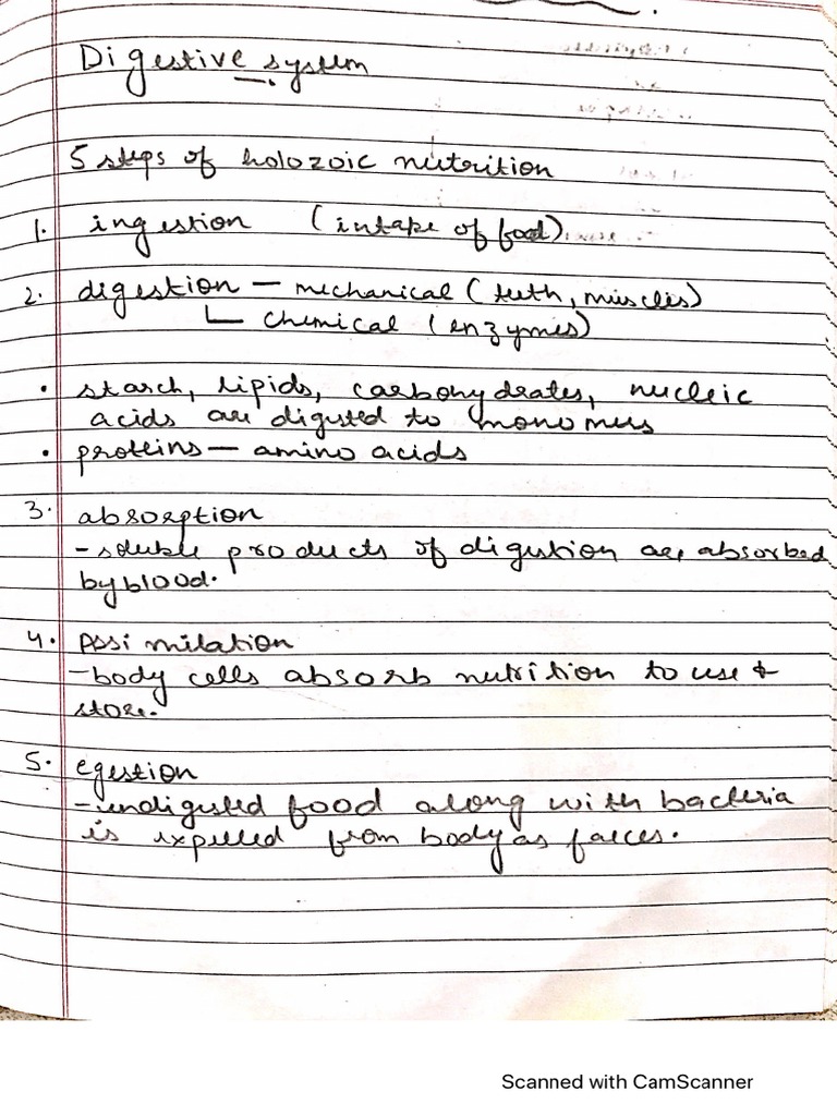 Digestive System Notes | PDF