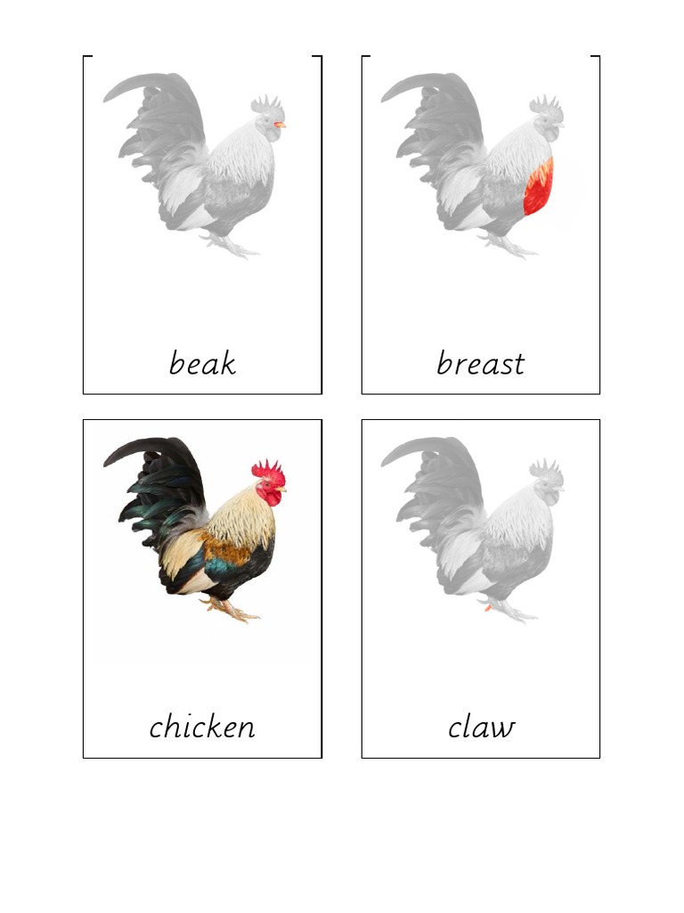 Three Part Cards Parts of A Cockerel | PDF