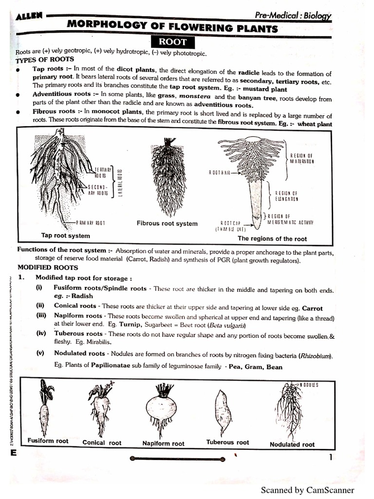 Allen Biology Module PDF Download | PDF