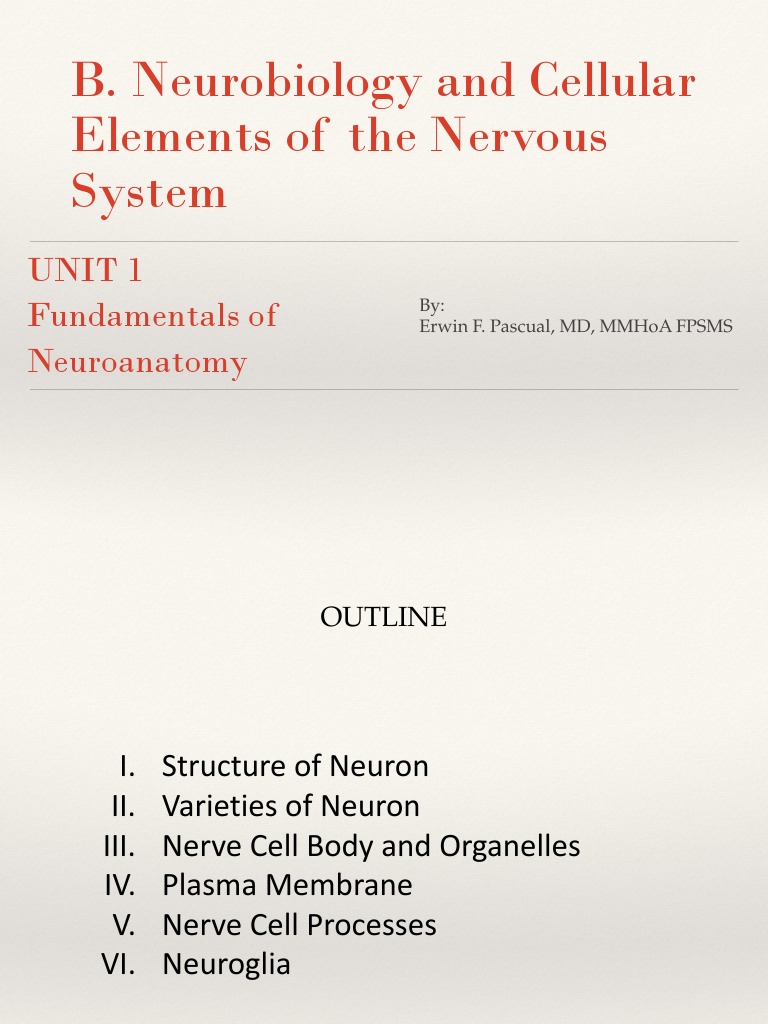 Unit 1 Part 2 Neurobiology | Download Free PDF | Neuron | Axon