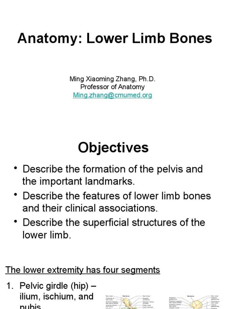 Lower Limb Bone Anatomy Overview | PDF | Human Leg | Pelvis