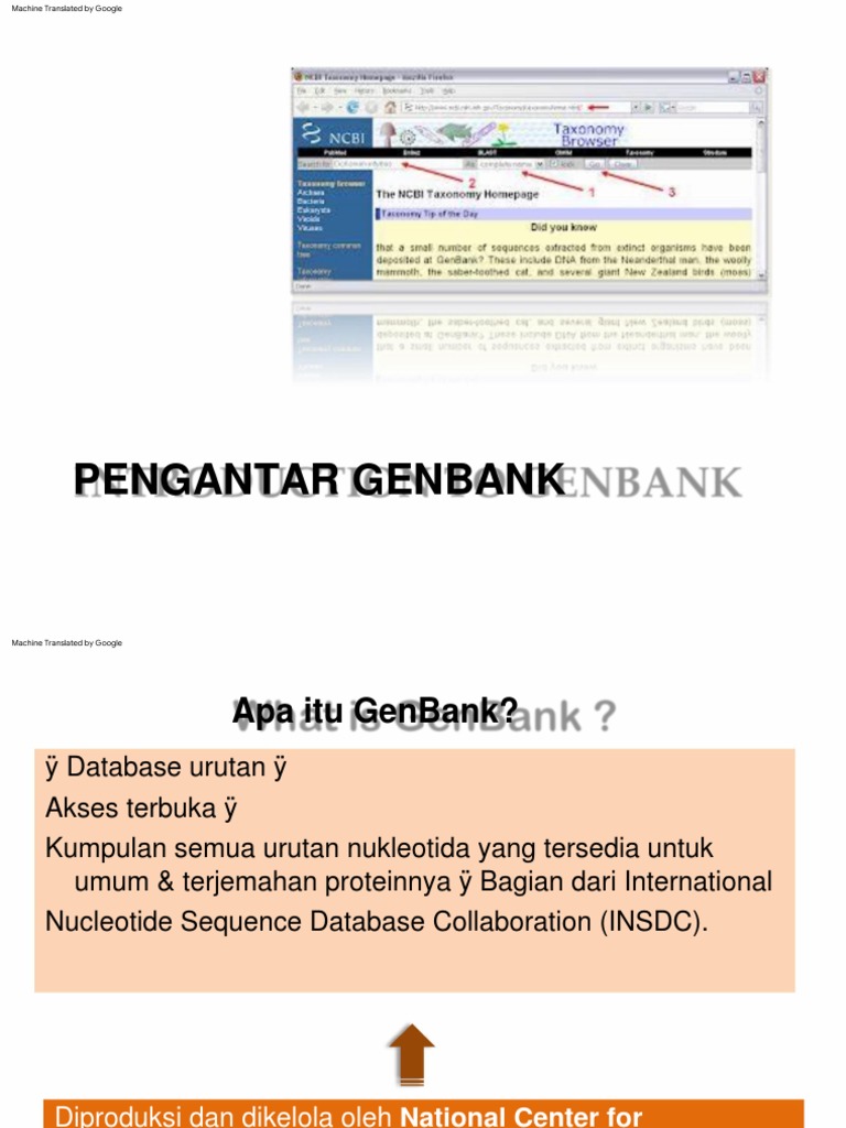 Lecture 12 GenBank | PDF
