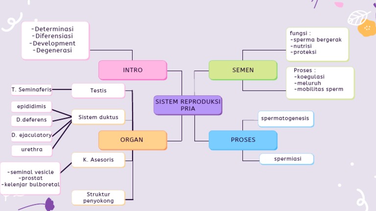 Mind Map Sistem Reproduksi Pria | PDF