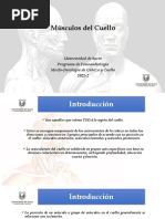 Tabla Musculos Netter | PDF | Laringe | Anatomía humana