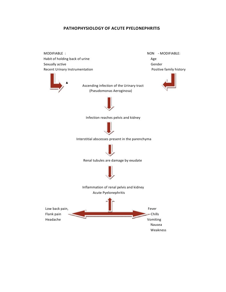 Pyelonephritis Pathophysiology