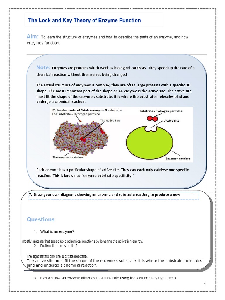 Enzyme Practice | PDF | Enzyme | Active Site