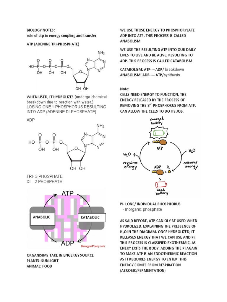 Biology Notes | PDF | Enzyme | Cofactor (Biochemistry)