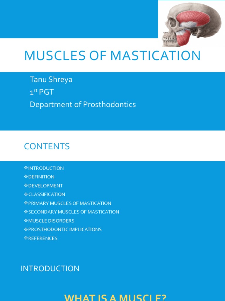 Muscles of Mastication | Descargar gratis PDF | Human Anatomy | Human ...