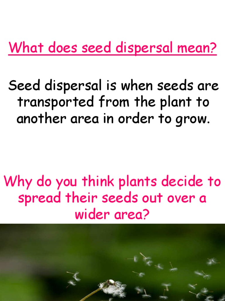 Seed Dispersal Powerpoint | PDF | Acorn | Fruit