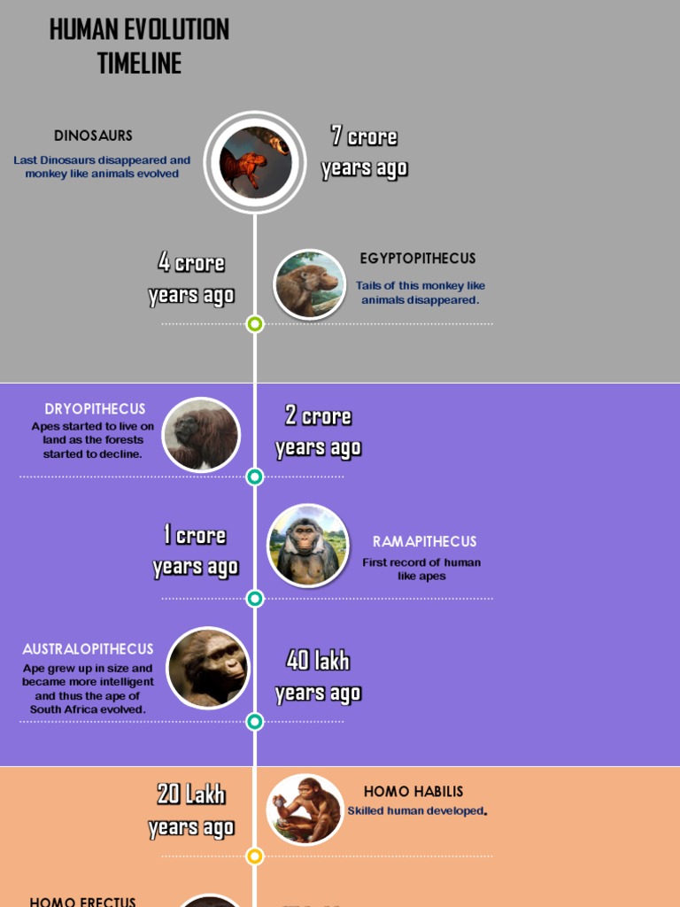 Human Evolution Timeline | PDF