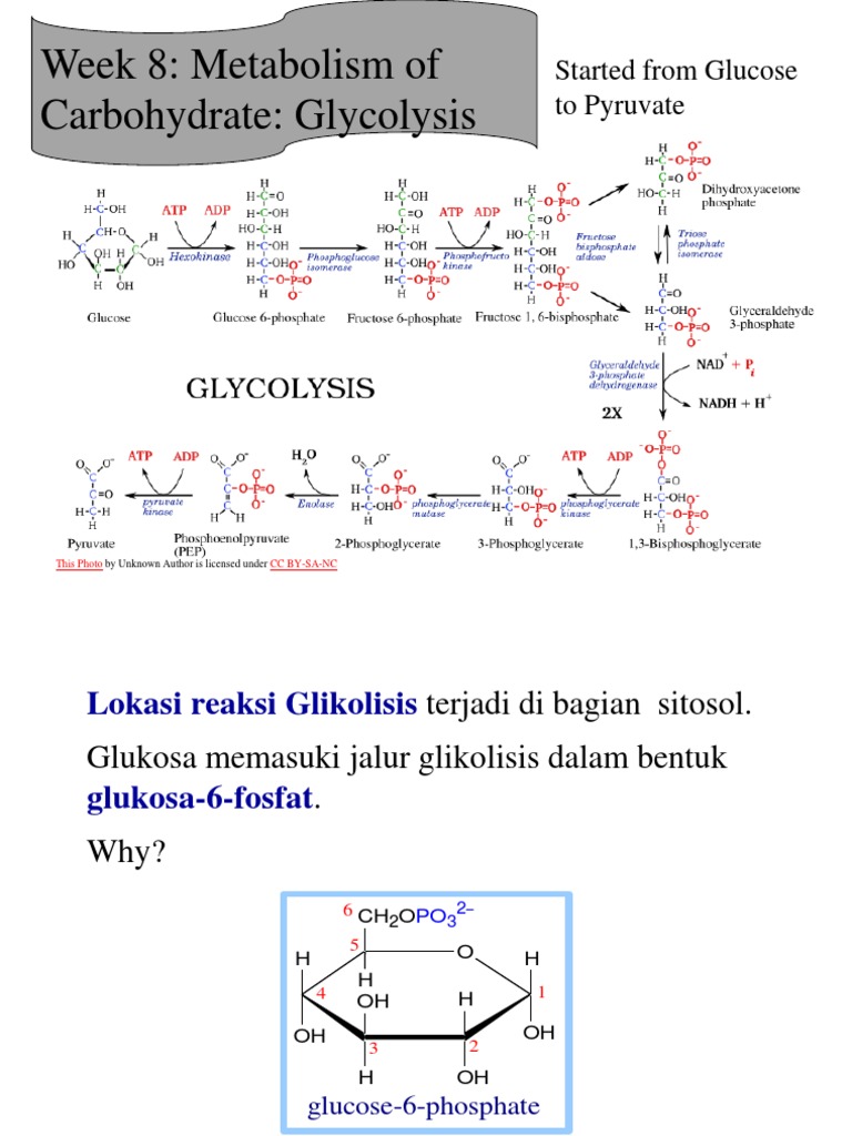 Proses Glikolisis: Dari Glukosa ke Piruvat | PDF | Sains & Matematika