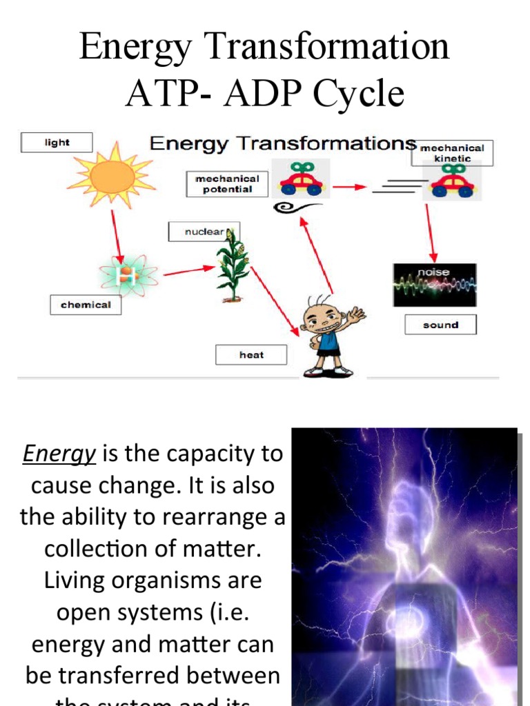 ATP-ADP Cycle and Energy Transformations in Living Systems | PDF ...