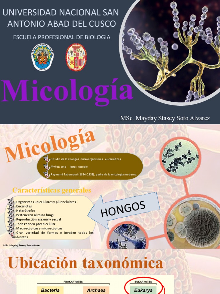 Micologia - Parte 1 | PDF | Hongo | Micología