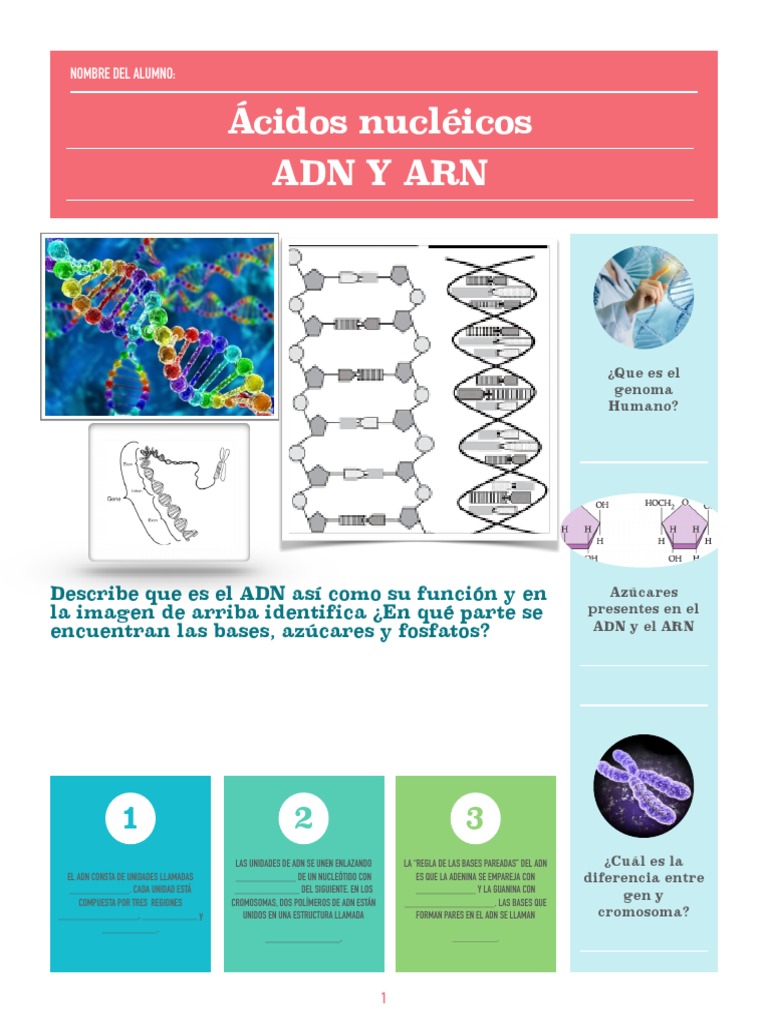 Esquema ADN Y ARN | Descargar gratis PDF | Adn | Rna