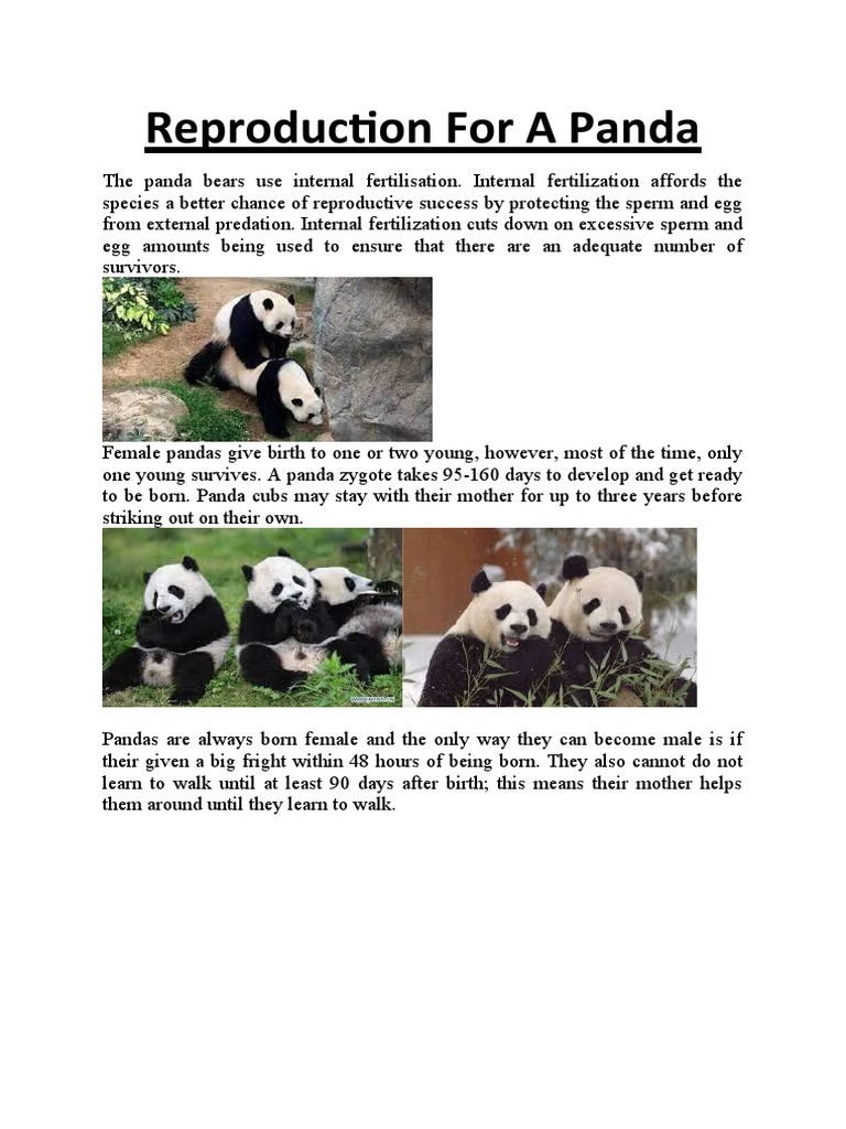 A Closer Look at Panda Reproduction: Internal Fertilization, Birth, and ...