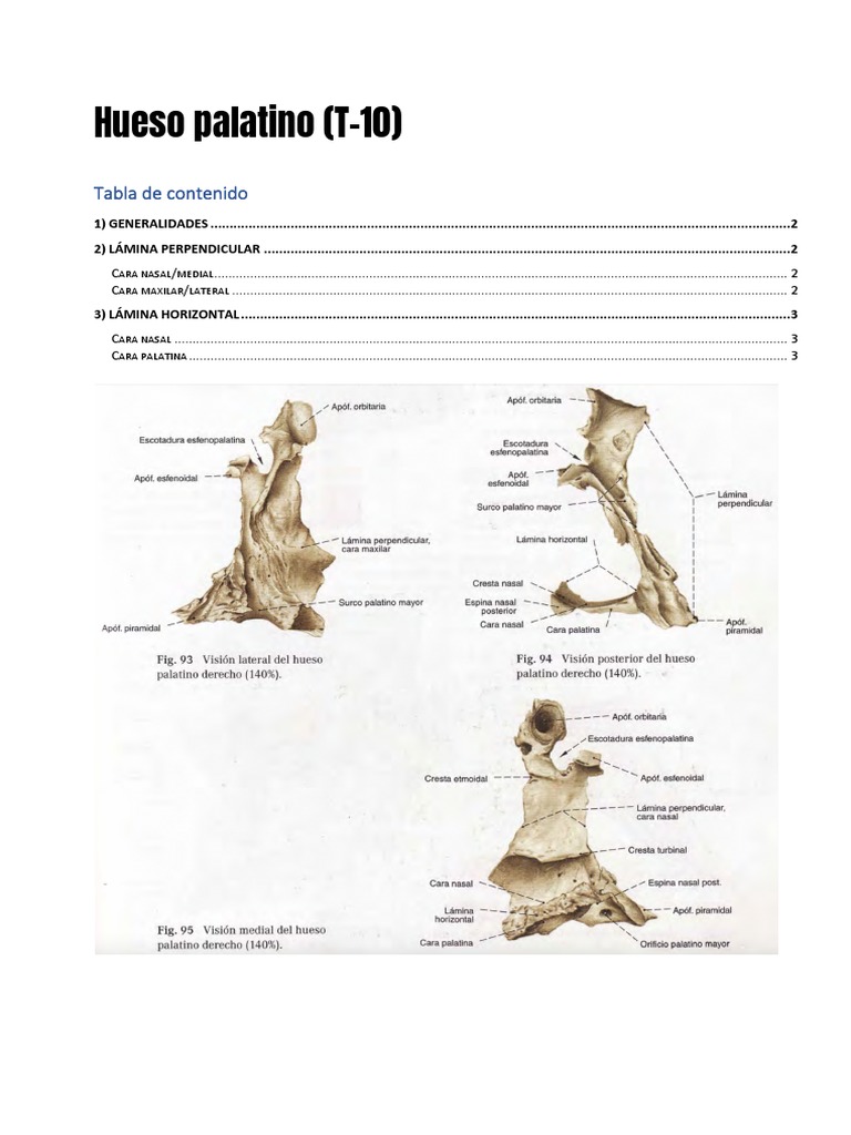 Tema 10 Hueso Palatino - Parellada | PDF | Rasgos faciales | Anatomía