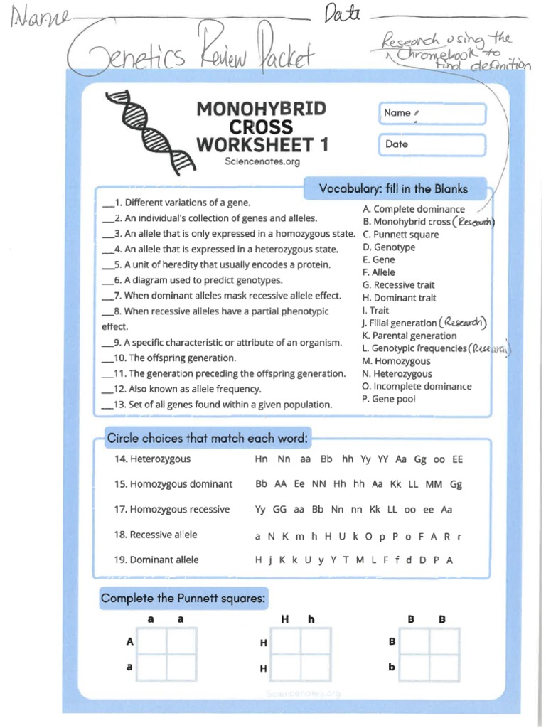 Genetics Review Packet | PDF