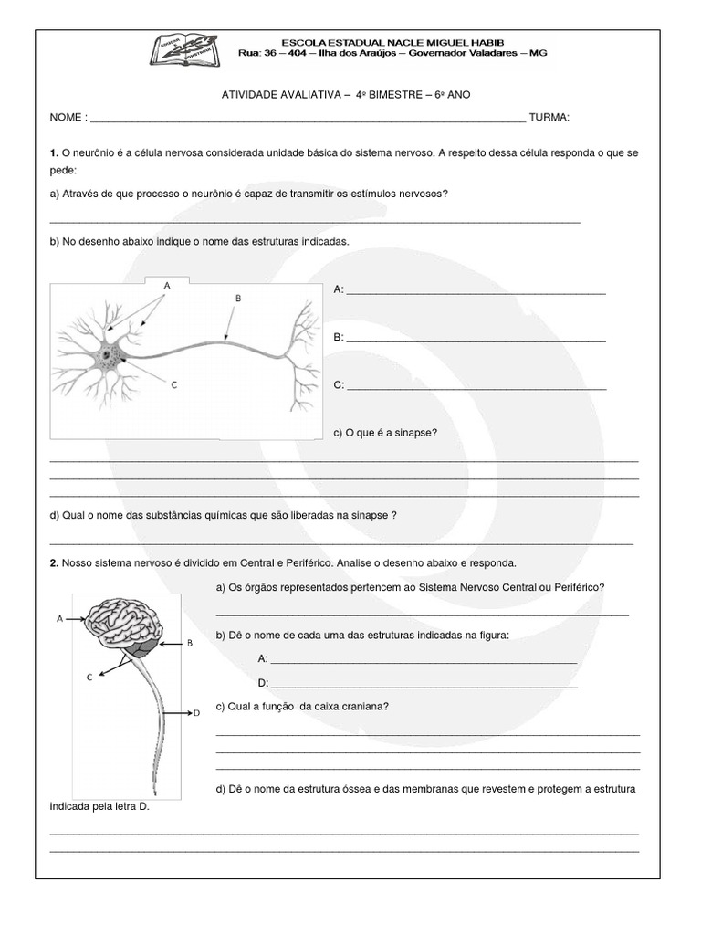 Atividade Avaliativa - 6 Ano 4 Bimestre | PDF | Neurônio | Sinapse