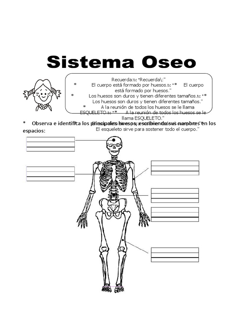 Ficha de Sistema Óseo para Primaria | PDF