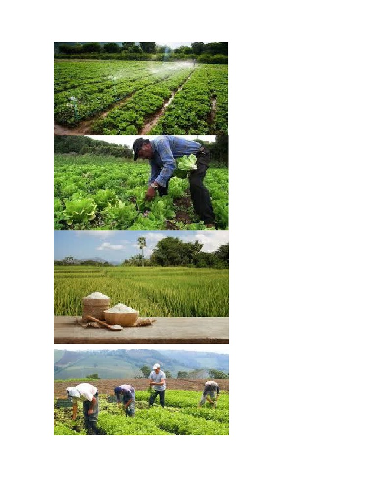 Sociales Derlyn | PDF