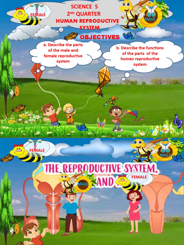 Science Male and Female Reproductive System | PDF | Reproductive System ...