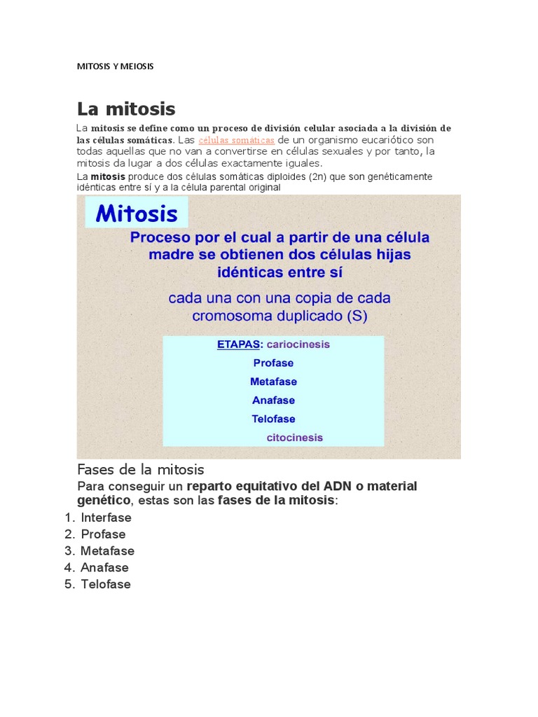Mitosis y Meiosis Maria Fernanda 2 | Descargar gratis PDF | Mitosis | Mitosis