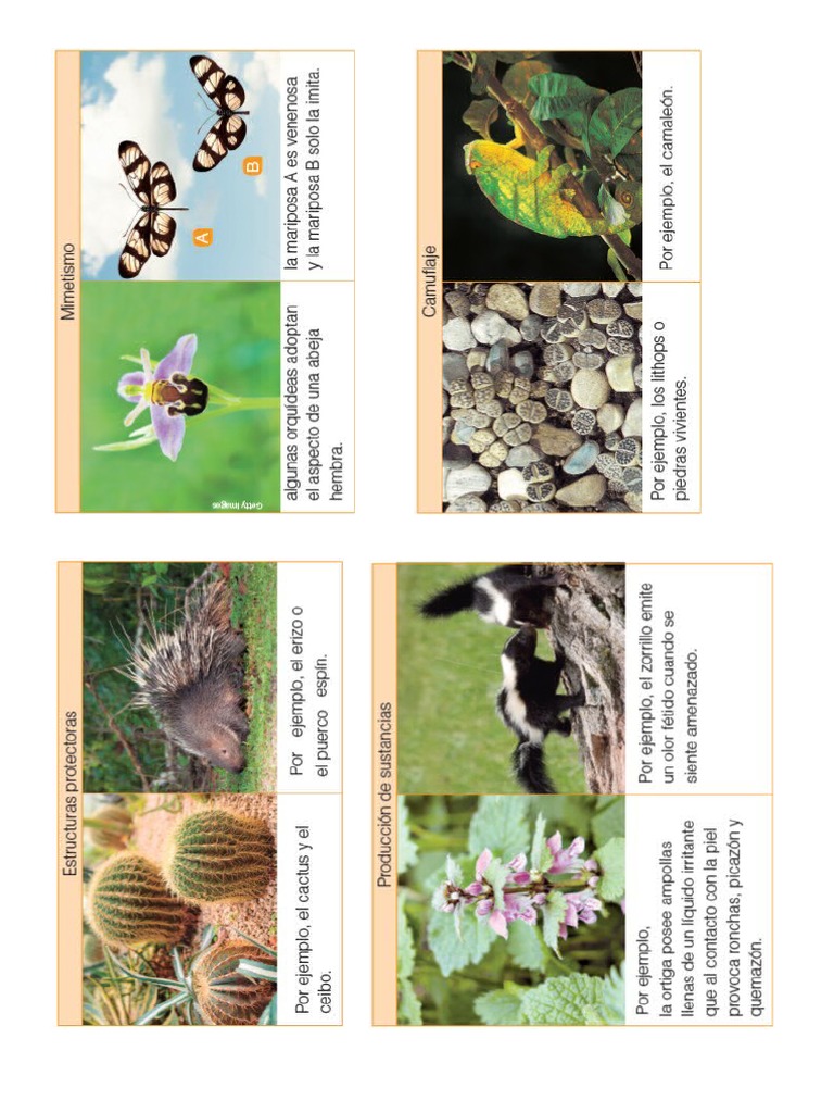 Adaptaciones de Los Animales y Plantas Ficha | PDF