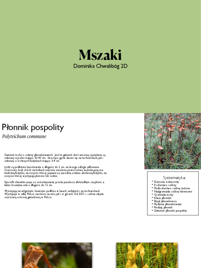 Mszaki - Dominika Chwalibóg 2D | PDF