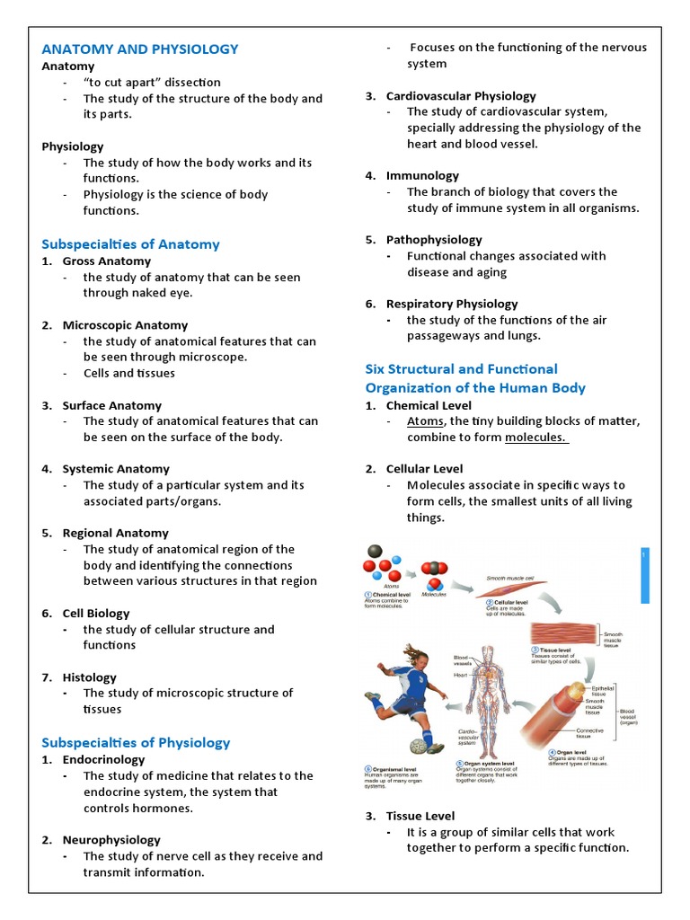 ANATOMY AND PHYSIOLOGY Reviewer | PDF | Anatomical Terms Of Motion ...