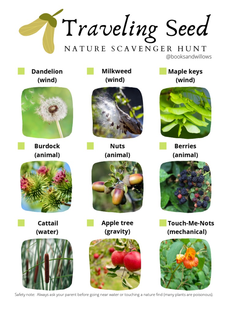 Traveling Seed Scavenger Hunt | PDF