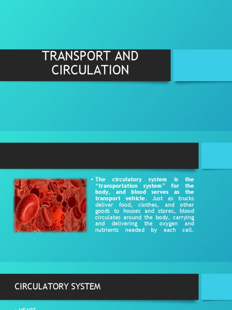 Circulatory System Explained: Heart, Blood & Vessels | PDF | Blood Vessel | Artery